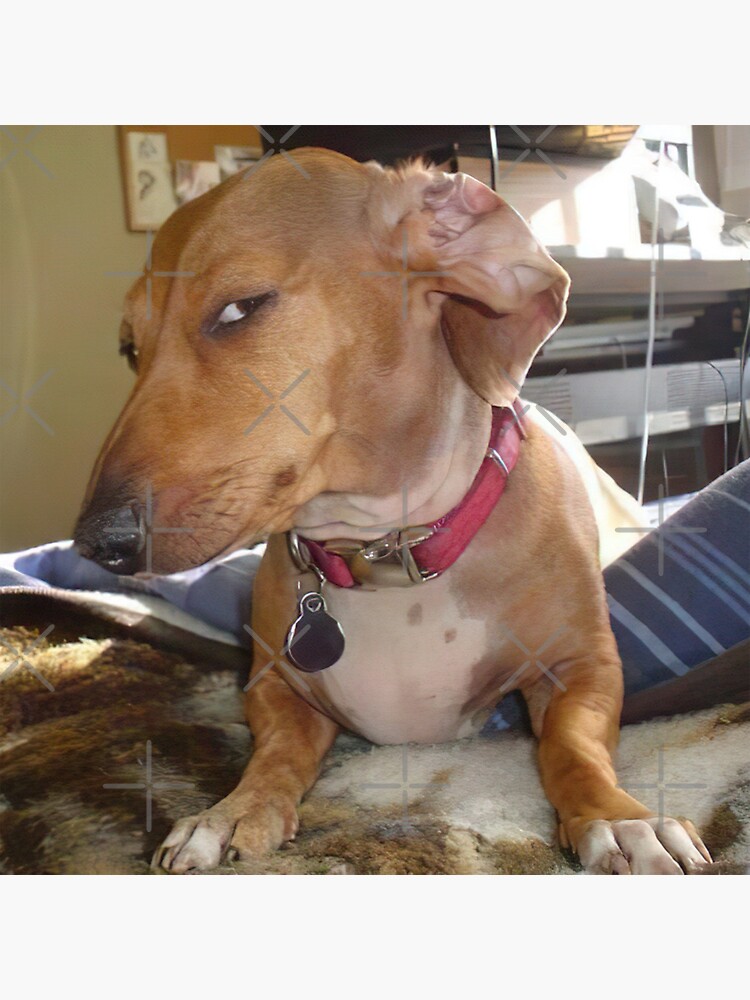 "SIDE EYE DOG MEME SUS" Sticker for Sale by Roni-KH | Redbubble