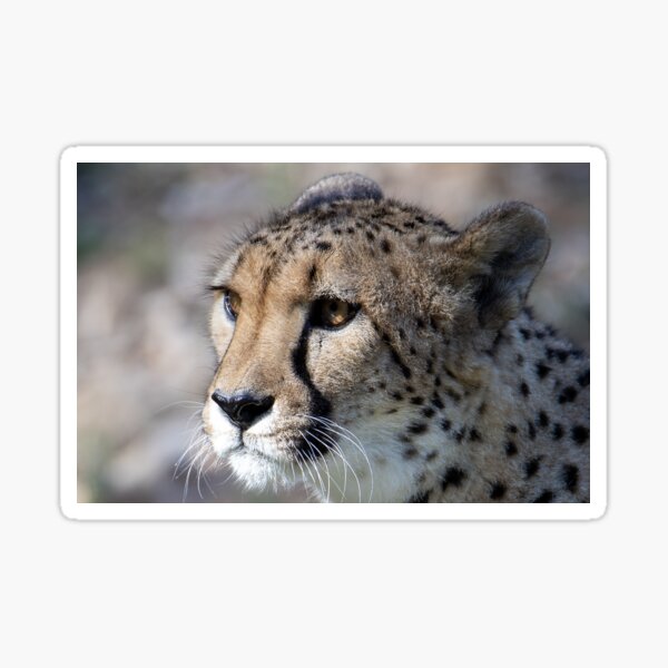 "Cheetah" Sticker for Sale by damon-carson | Redbubble
