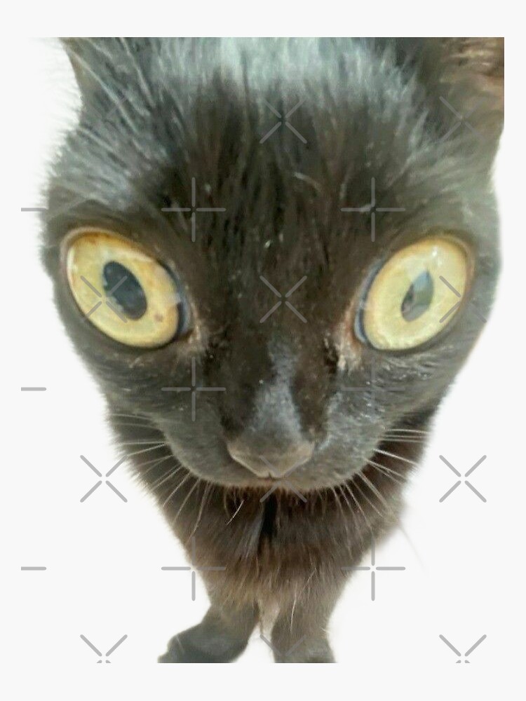 "cat meme" Sticker by Mei Itami | Redbubble