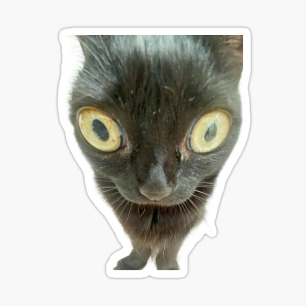 "cat meme" Sticker by Mei Itami | Redbubble