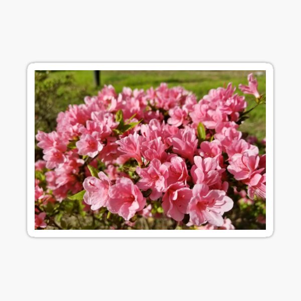 "Azaleas in Pink" Sticker for Sale by Happyhead64 | Redbubble