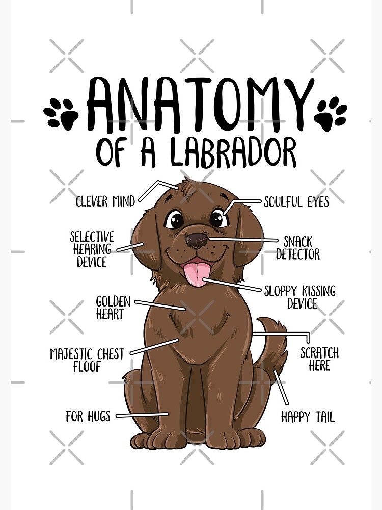 Labrador Retriever Anatomy
