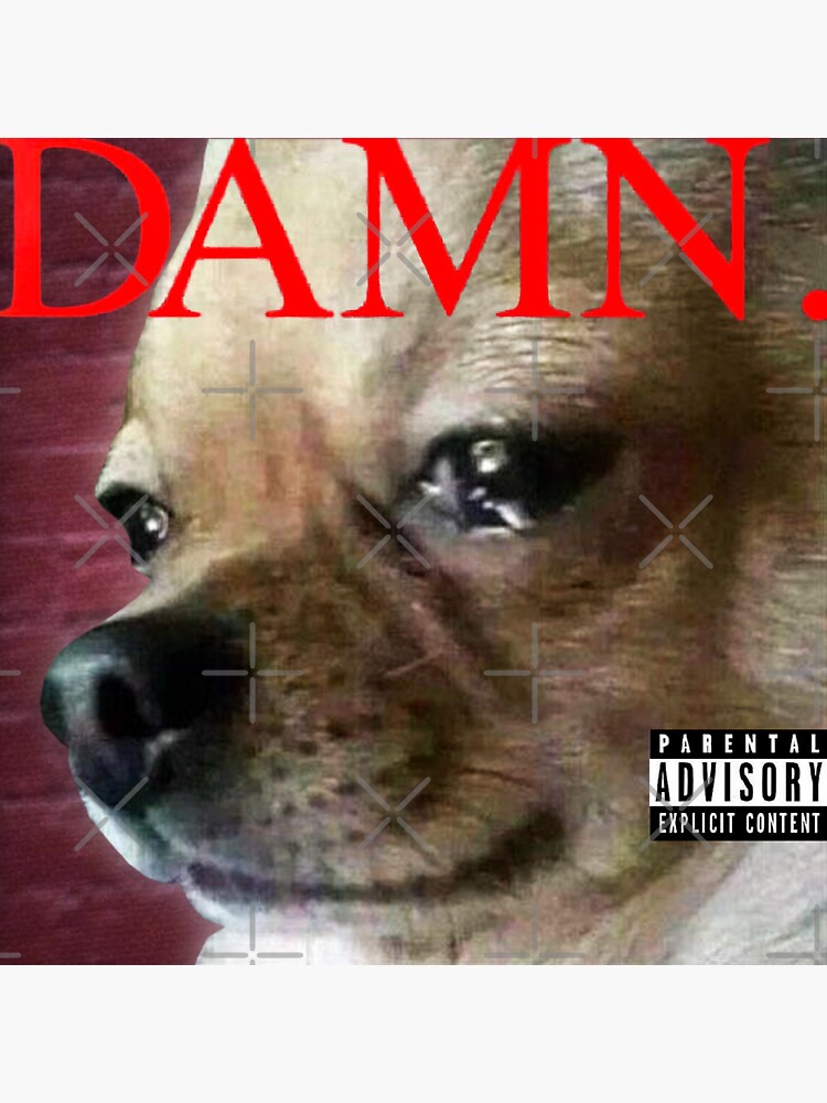 Damn Dog Memes 50 Best 2021 Memes | Daily Funny Memes | Best Damn