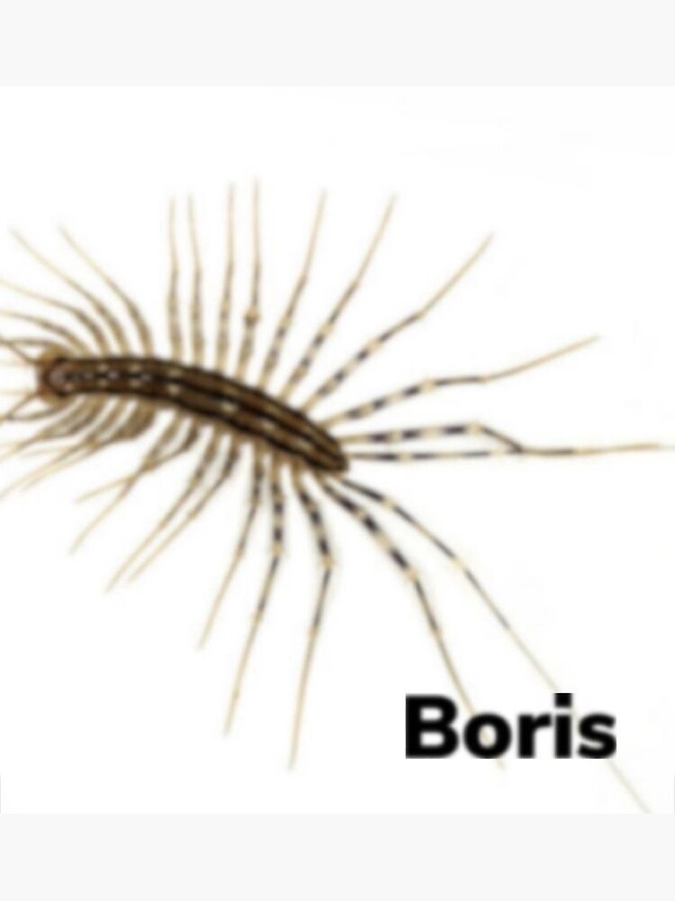 "Boris the house centipede meme" Sticker for Sale by Magironi | Redbubble