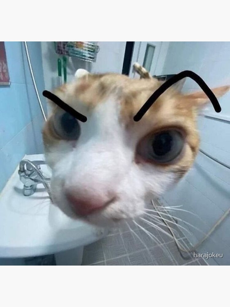 "raised eyebrow cat meme" Sticker for Sale by harajokeu | Redbubble
