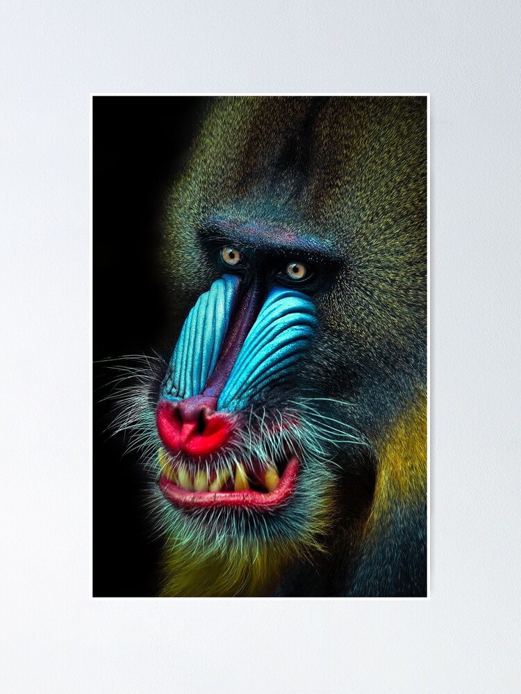 "Mandrill" Poster for Sale by Durberville | Redbubble