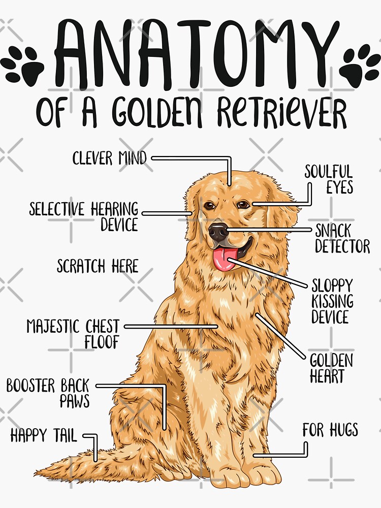 "Funny Golden Retriever Anatomy Dog Owner Dog Lover" Sticker for Sale by la-nynx | Redbubble