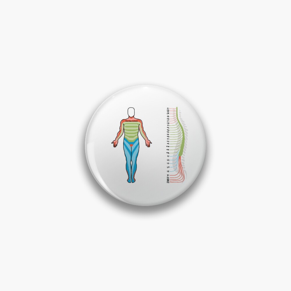 "Dermatomes" Sticker for Sale by RedWood345 | Redbubble