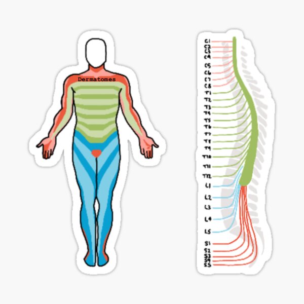 "Dermatomes" Sticker for Sale by RedWood345 | Redbubble