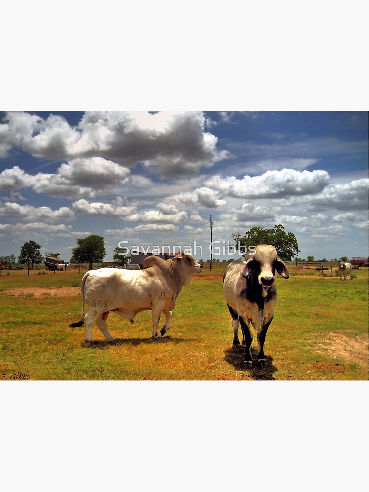 " Brahman Bulls" Sticker for Sale by venny | Redbubble