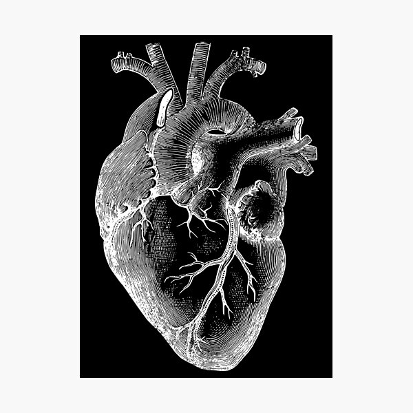 Lámina fotográfica «Grabado invertido del corazón humano» de ...