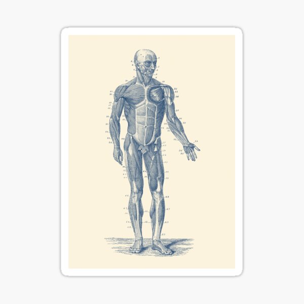 "Human Muscle System - Vintage Anatomy" Sticker for Sale by VAposters ...