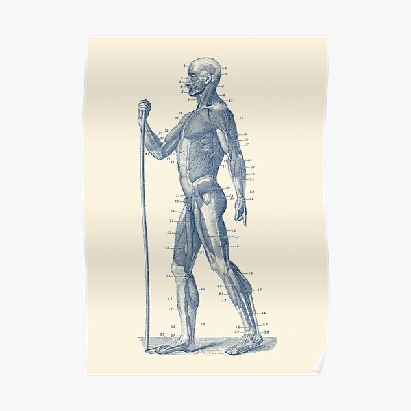 "Side View - Human Muscle System - Anatomy Diagram" Poster by VAposters ...