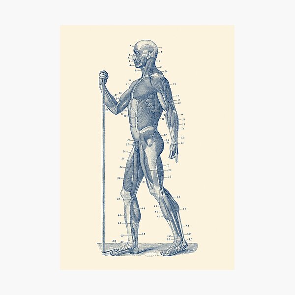 "Side View - Human Muscle System - Anatomy Diagram" Photographic Print ...