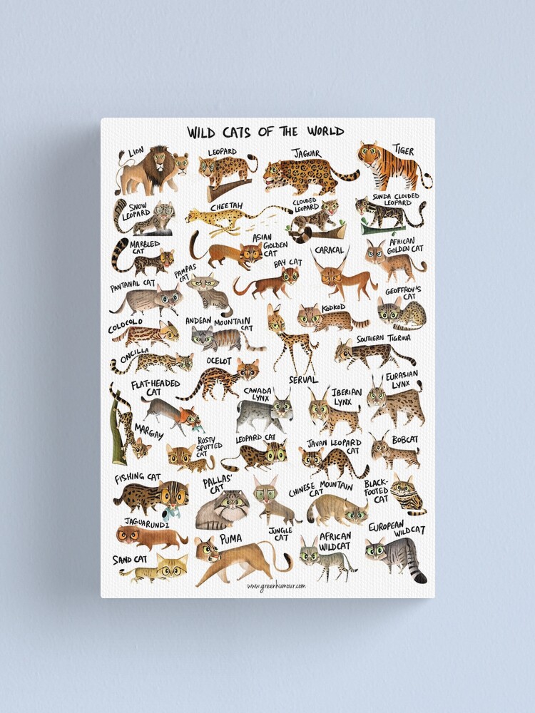 "Wild Cats of the World" Canvas Print for Sale by rohanchak | Redbubble