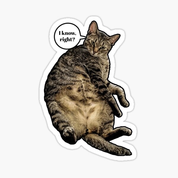 "Big Boi AKA FAT CAT V2 IKR?" Sticker for Sale by ROSIE-47 | Redbubble