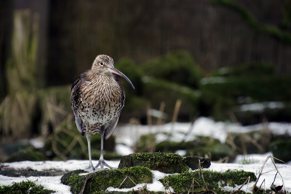 "Bird Focus " by Dawn van Doorn | Redbubble