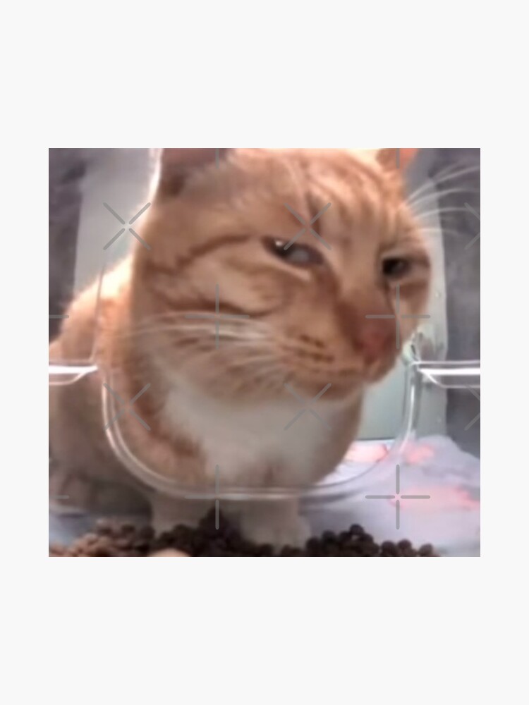 "Silly Side Eye Cat" Sticker for Sale by 44MORS | Redbubble