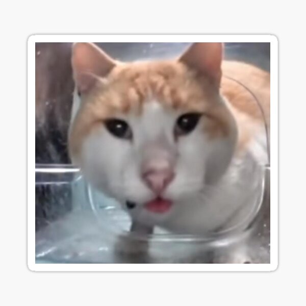 "Livestream Funny Cat" Sticker for Sale by 44MORS | Redbubble