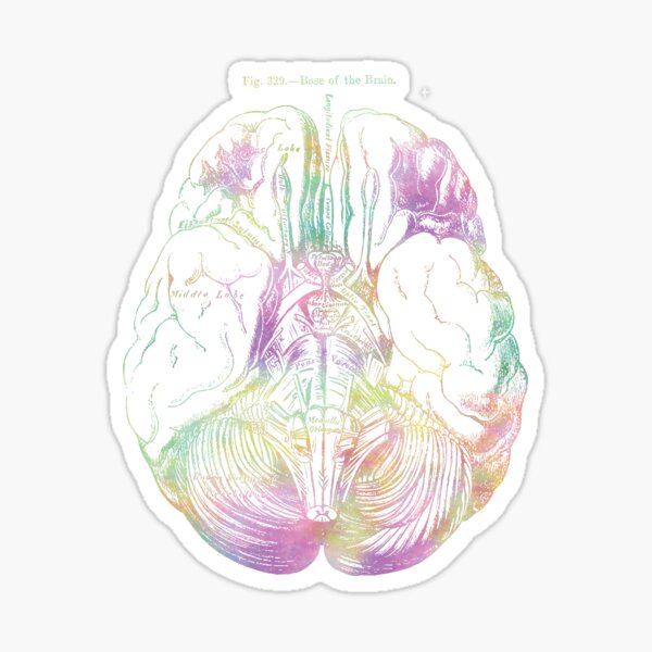 "Ancient Brain Drawing - Type A" Sticker for Sale by Obtineo | Redbubble