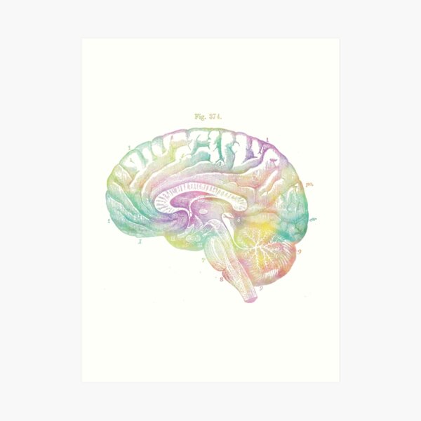 "Ancient Brain Drawing - Type C" Art Print by Obtineo | Redbubble