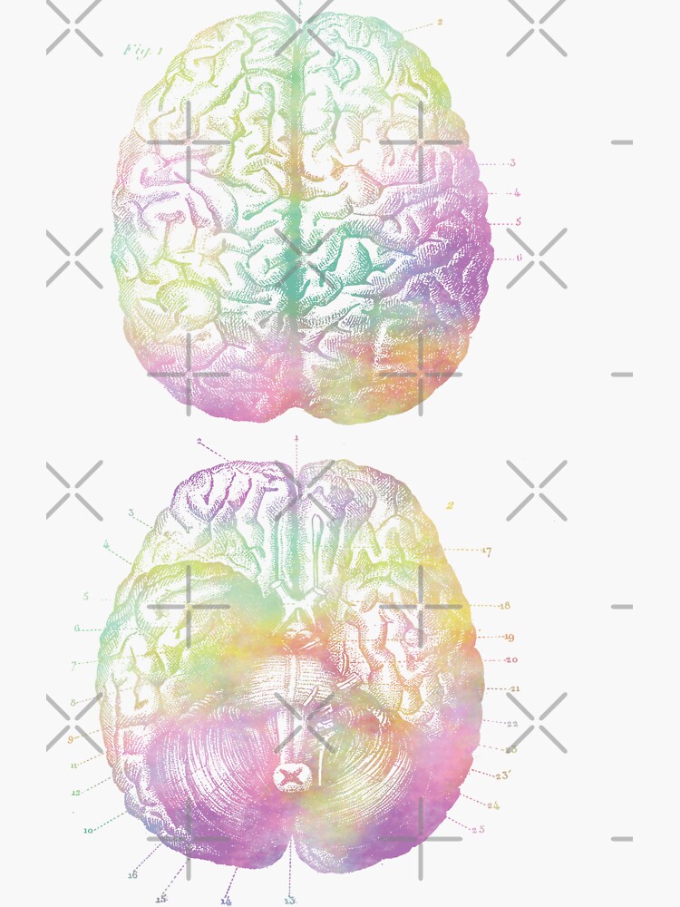 "Ancient Brain Drawing - Type D" Sticker for Sale by Obtineo | Redbubble