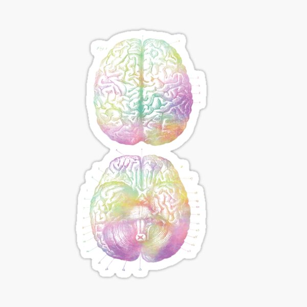 "Ancient Brain Drawing - Type D" Sticker for Sale by Obtineo | Redbubble
