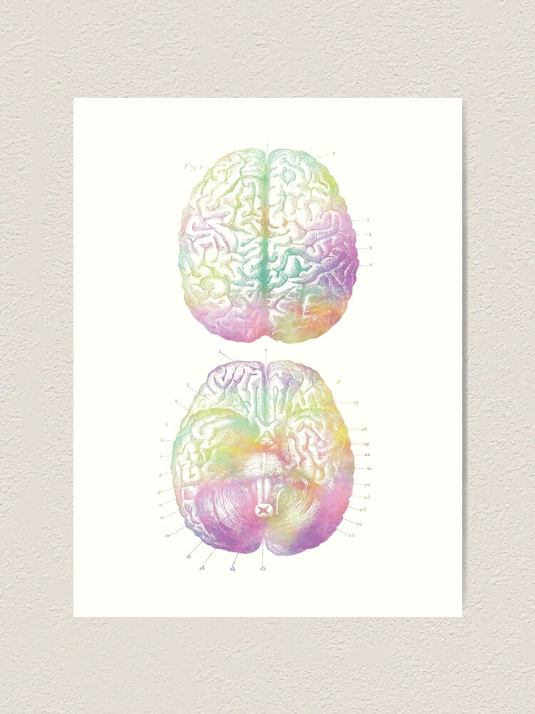 "Ancient Brain Drawing - Type D" Art Print for Sale by Obtineo | Redbubble