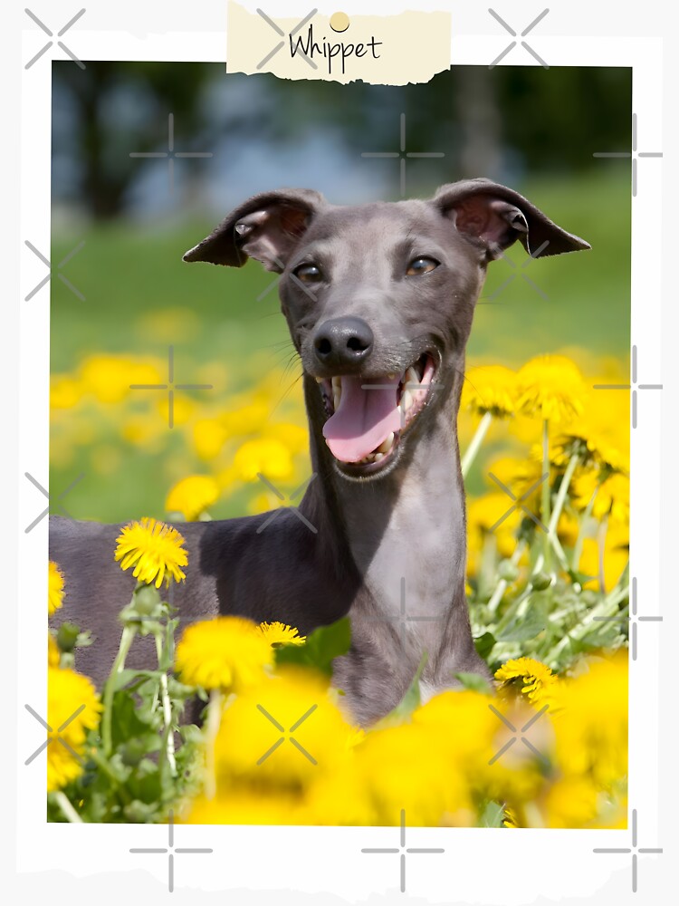 "Whippet photo" Sticker for Sale by Iluvmygreyhound | Redbubble