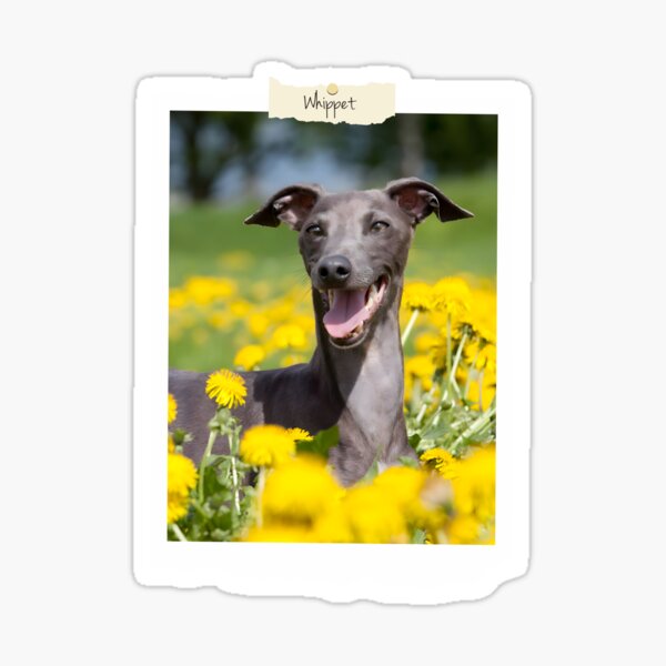 "Whippet photo" Sticker for Sale by Iluvmygreyhound | Redbubble