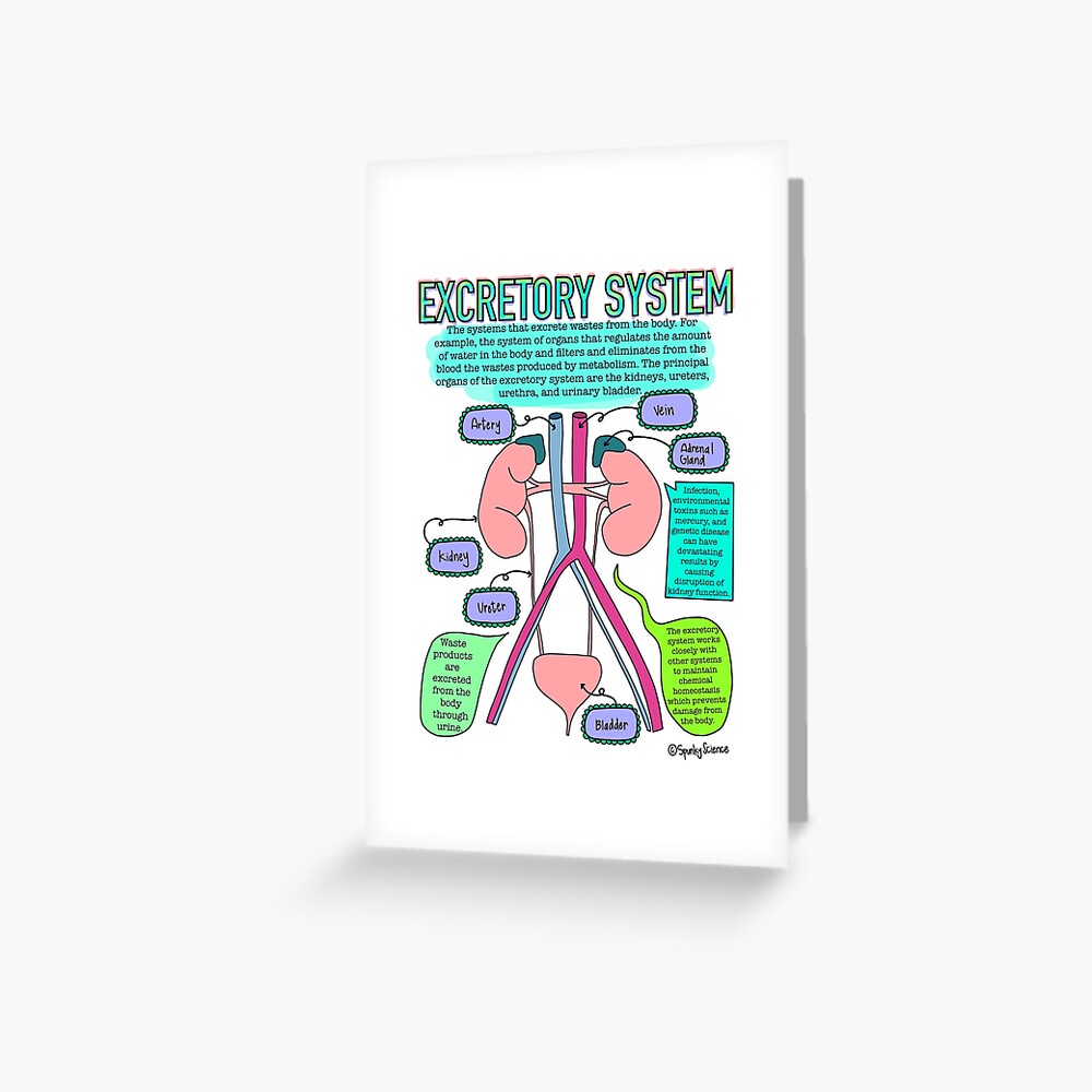 "Excretory System" Poster for Sale by morgansaied | Redbubble
