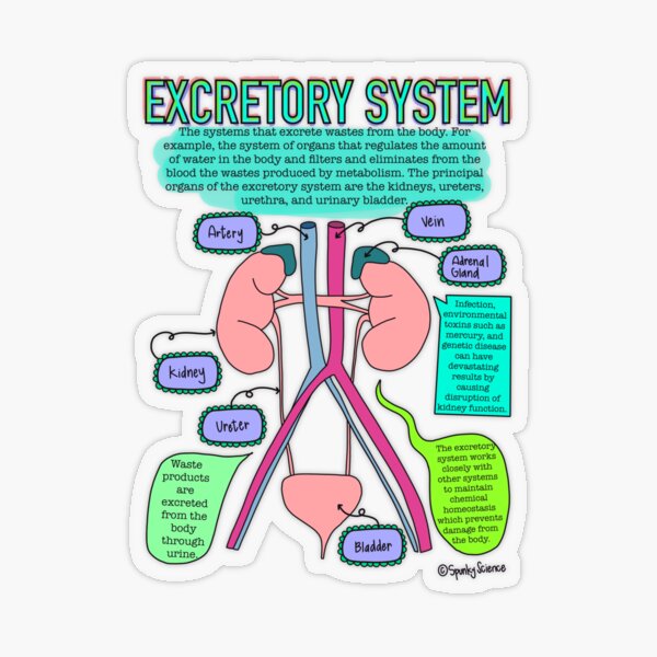 Excretory System Facts
