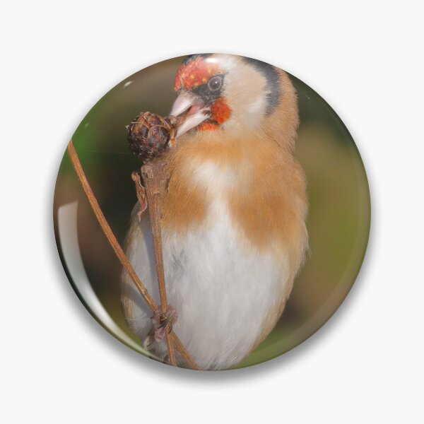 Samenfresser Creepypasta Cages For Finches Etsy Schweiz