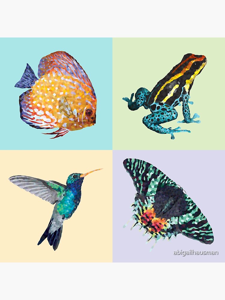 "Colibri Frog Fishie Moth Animal Illustrations" Poster by ...
