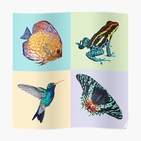 "Colibri Frog Fishie Moth Animal Illustrations" Poster by ...