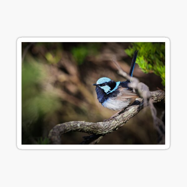 "Superb Fairy Wren in the afternoon light - wren" Sticker for Sale by ...