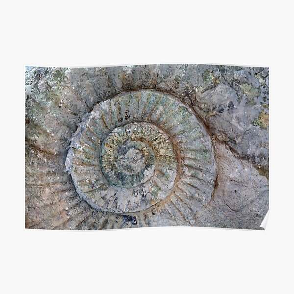"Ammonite" Poster by Zosimus | Redbubble