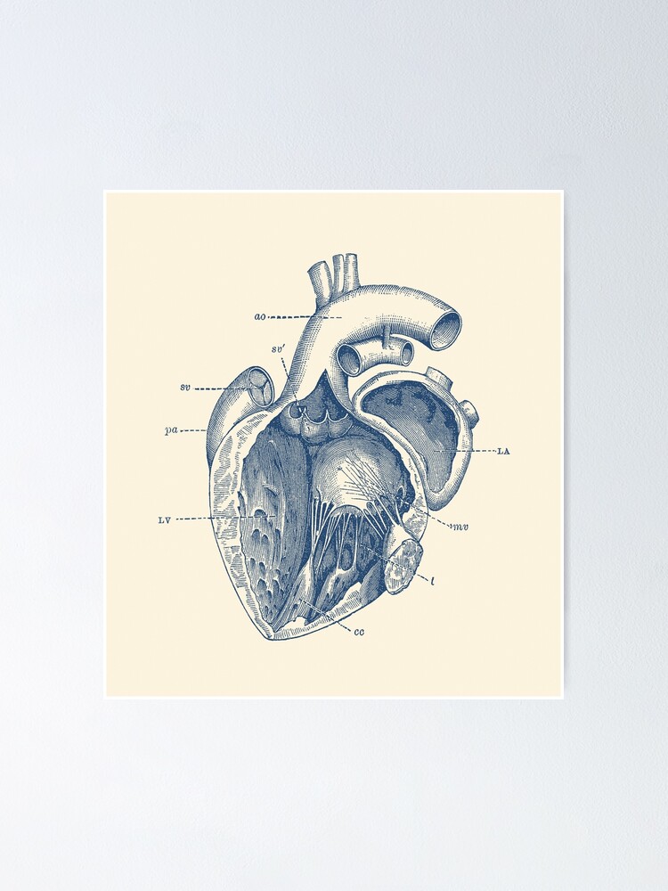 "Internal Human Heart Diagram" Poster for Sale by VAposters | Redbubble