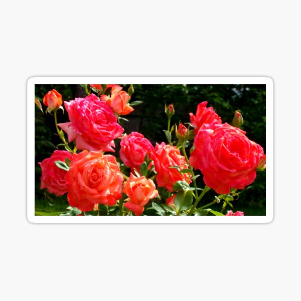 "Romantic Peach rose garden, pink roses, red roses, orange colored ...