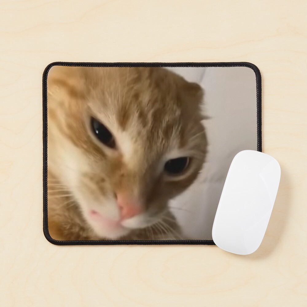 "Angry orange cat meme" Sticker by MARTBOMM | Redbubble