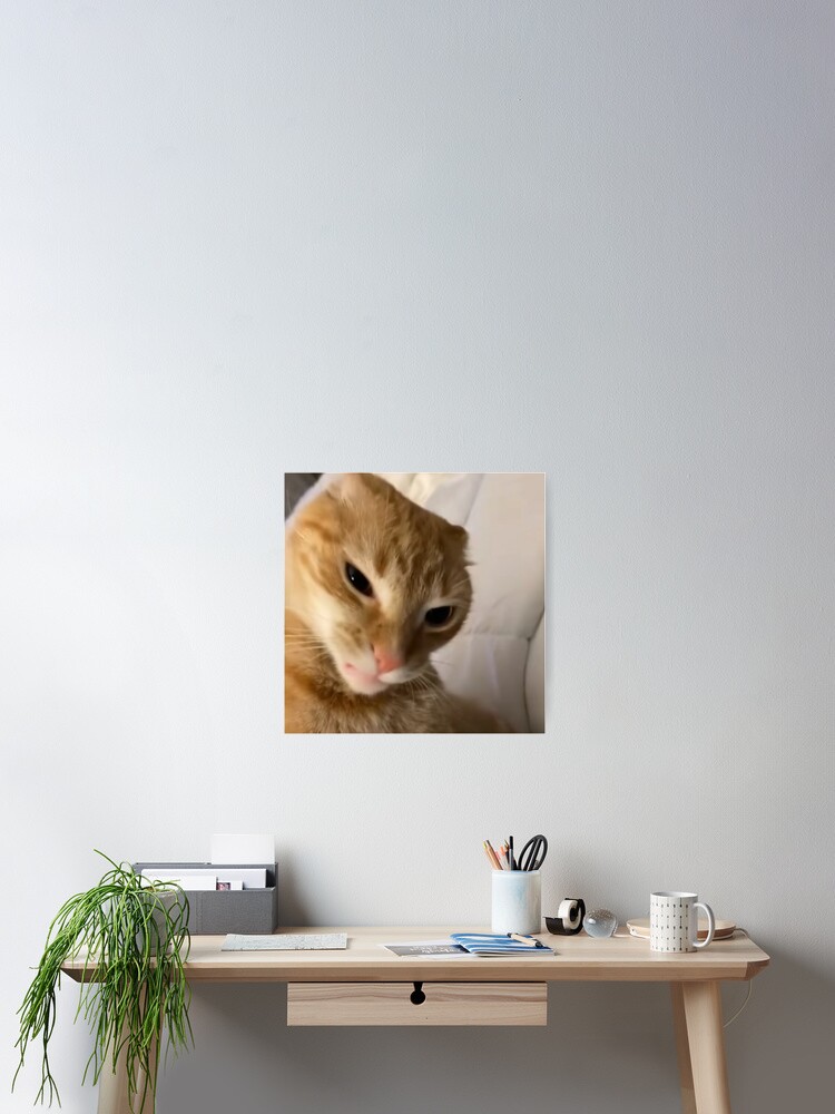 "Angry orange cat meme" Poster by MARTBOMM | Redbubble
