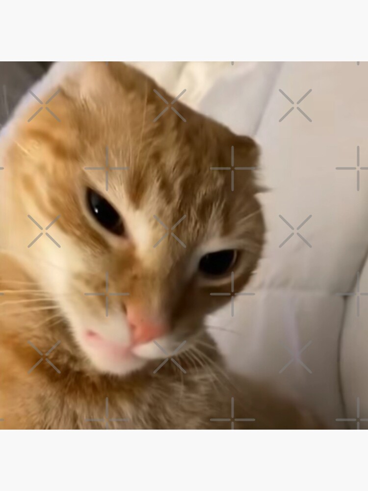 "Angry orange cat meme" Poster by MARTBOMM | Redbubble