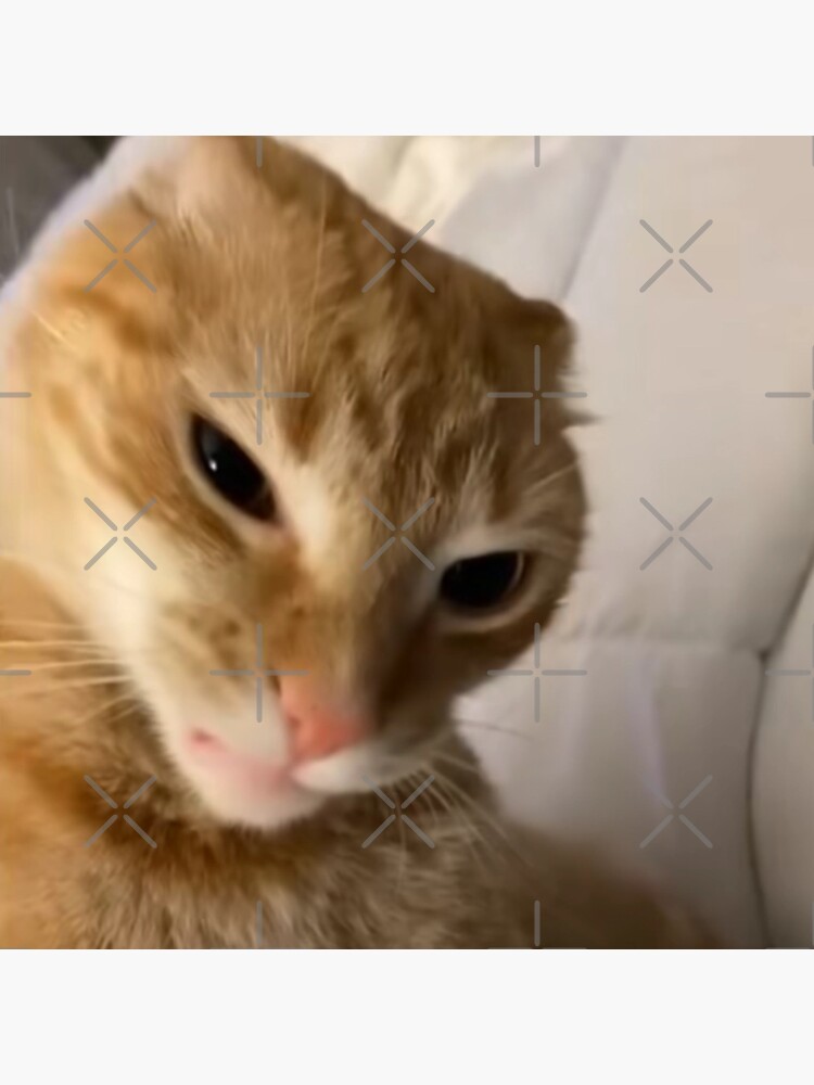 "Angry orange cat meme" Sticker by MARTBOMM | Redbubble