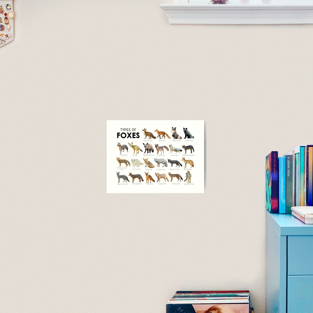 "Types of foxes " Poster for Sale by AzalaiBubbles | Redbubble