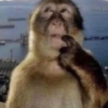 "Monkey thinking" Sticker for Sale by kiwifruitjuice | Redbubble