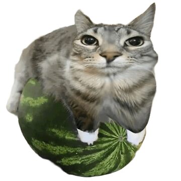 "watermelon cat" Sticker for Sale by Baxobhone | Redbubble
