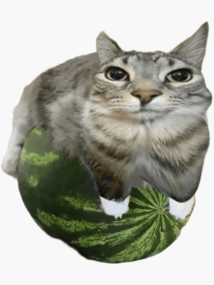 Watermelon cat store