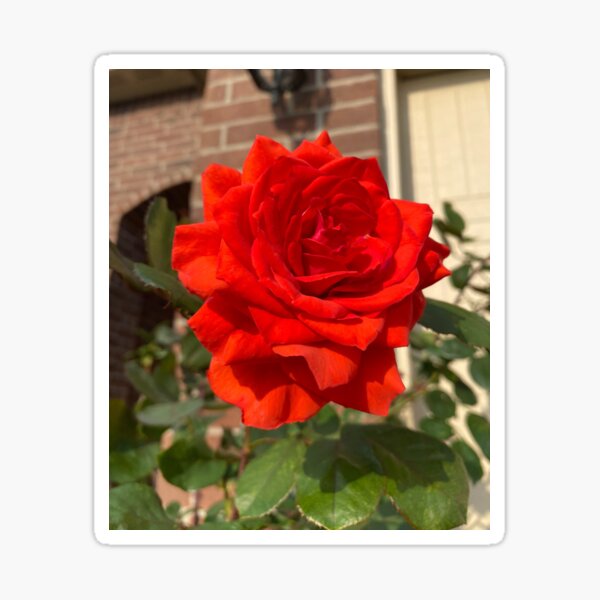 "Large Red Rose Bloom Photo- Bright" Sticker for Sale by LoftyLoamBloom ...