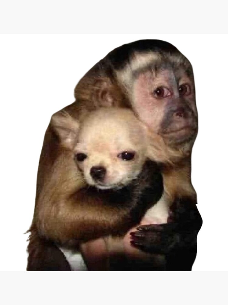 Dog Monkey Memes