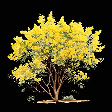 "Acacia Tree in Bloom" Sticker for Sale by Artcurrents | Redbubble